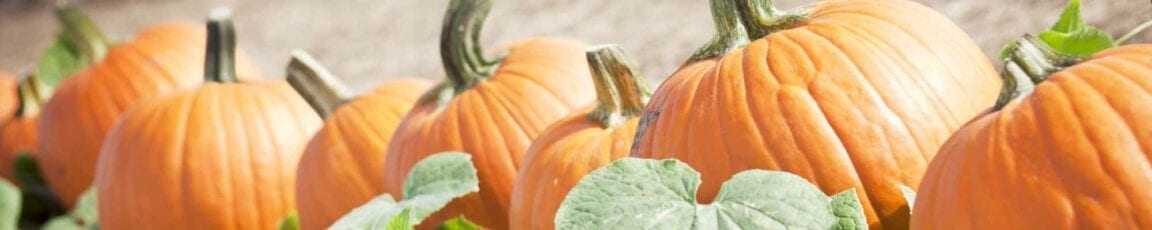 Fall Festival - Falcon Ridge Farm