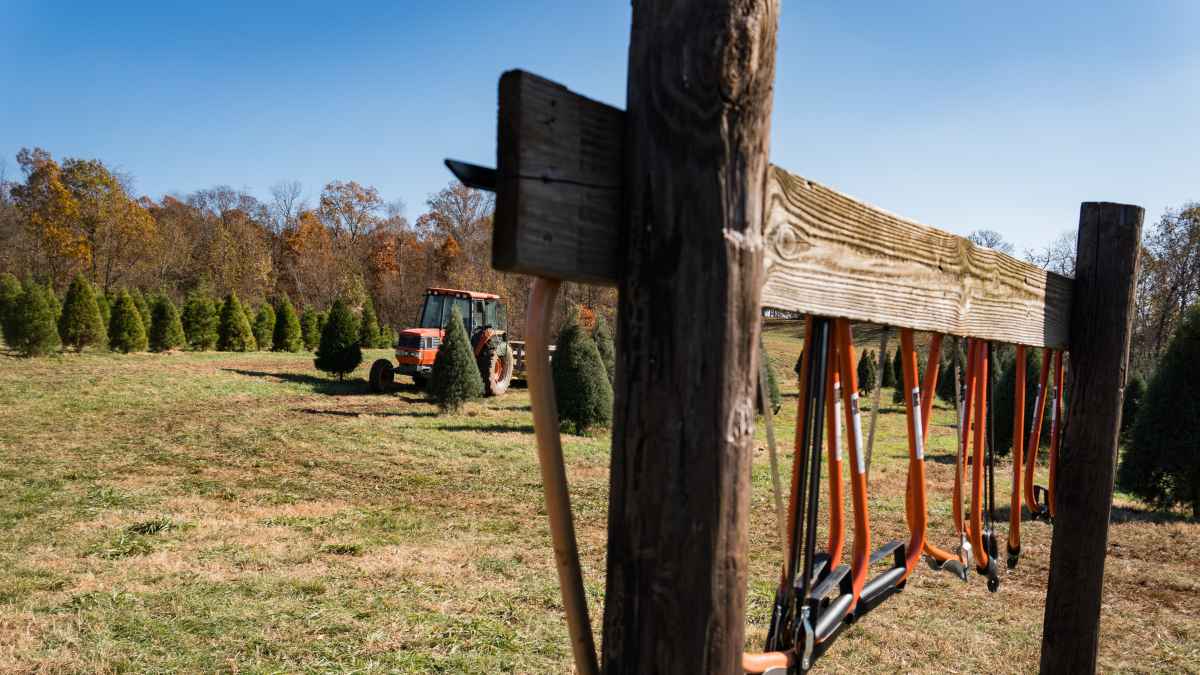 Tree Types - Falcon Ridge Farm